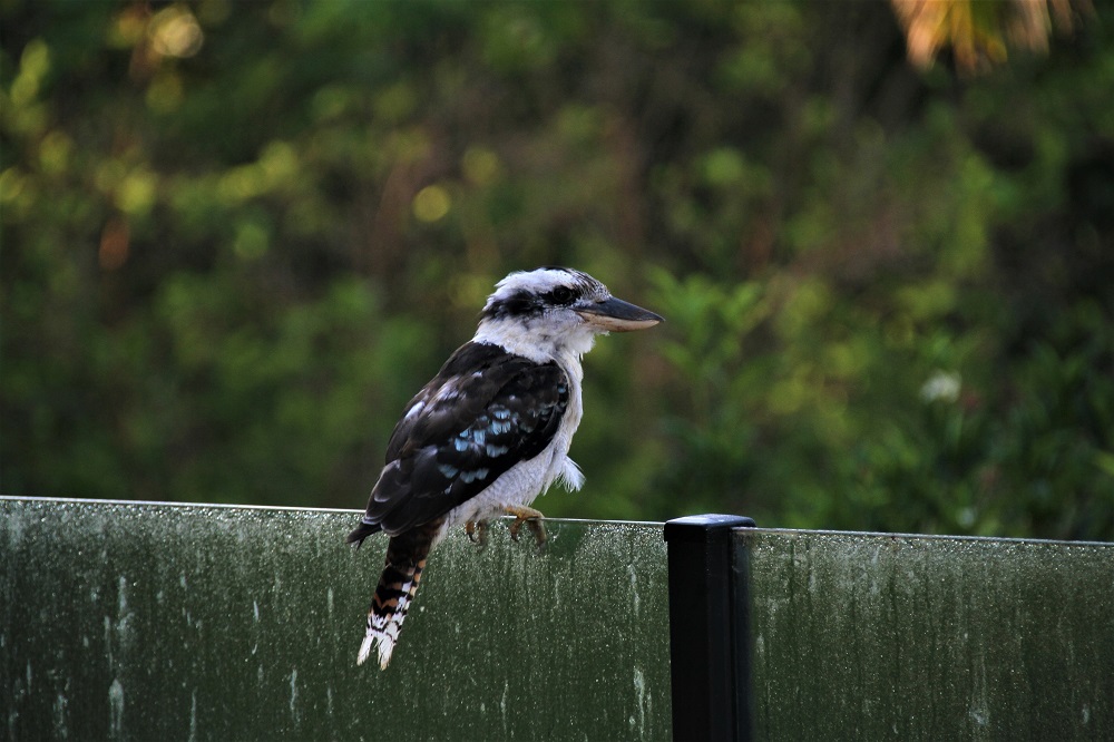 early kooka – In My World